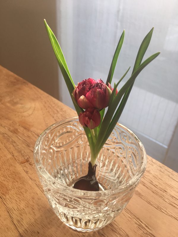 部屋に春を | Studio Apro