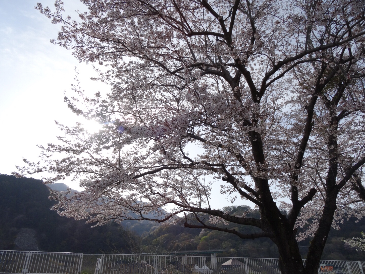 桜の見納め | Studio Apro